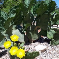 Religion, Family, and a Baptism Gone Wrong – Notes From The Cactus Patch